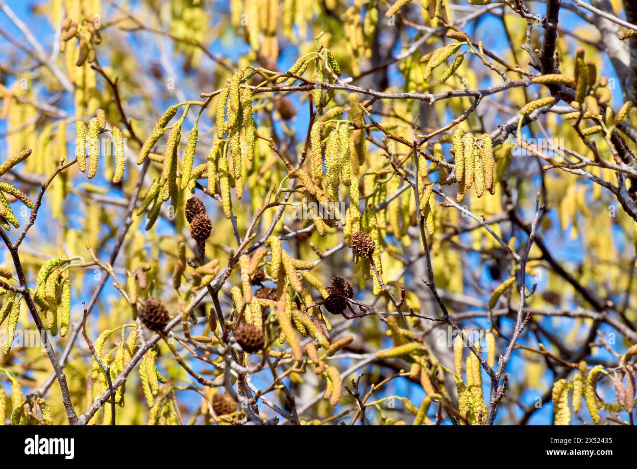 Alder (alnus glutinosa), close up of the male catkins or flowers ...