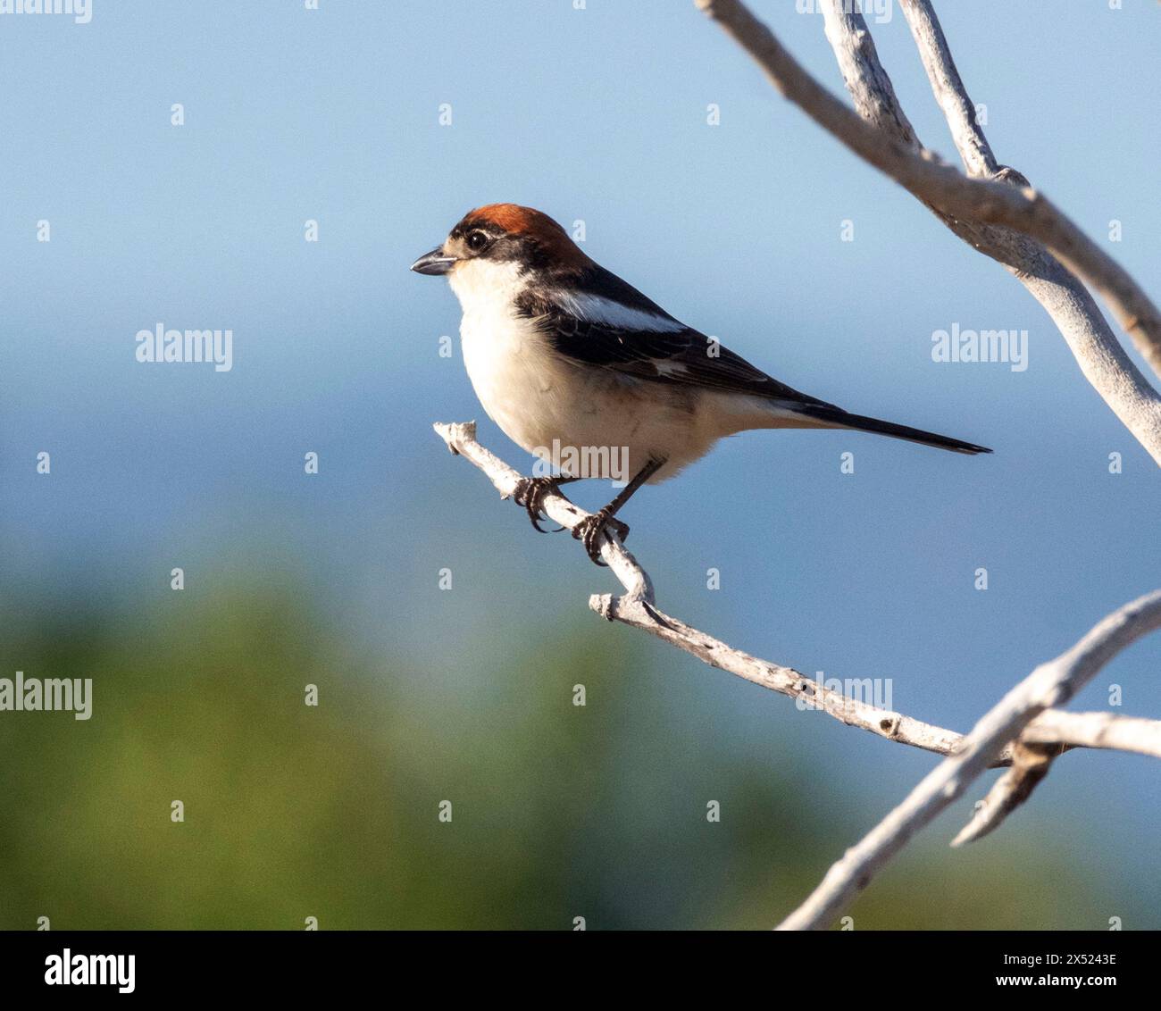 Woodchat Shrike (Lanius senator) Paphos, Cyprus Stock Photo - Alamy