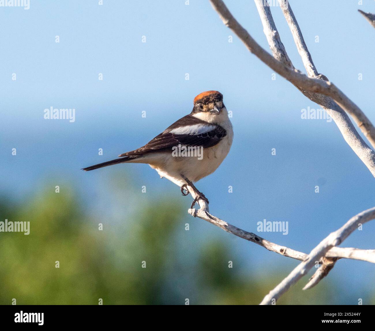 Woodchat Shrike (Lanius senator) Paphos, Cyprus Stock Photo - Alamy