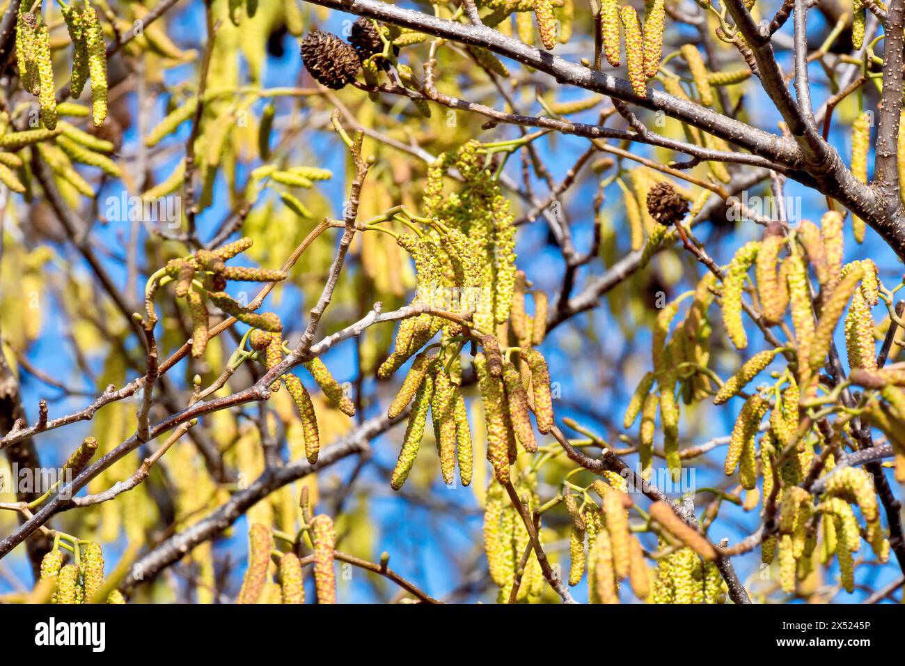 Alder (alnus glutinosa), close up of the male catkins or flowers ...