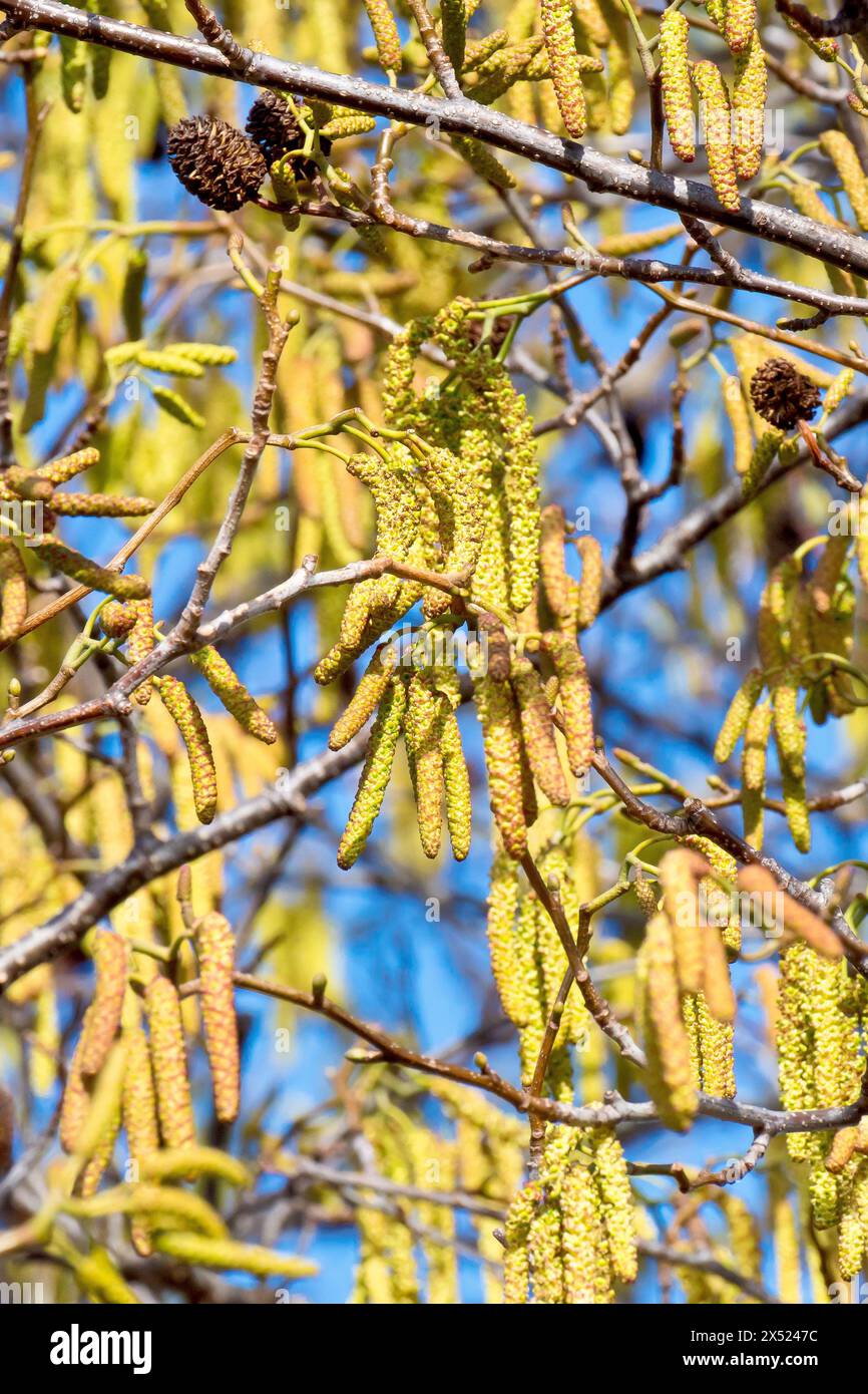 Alder (alnus glutinosa), close up of the male catkins or flowers ...