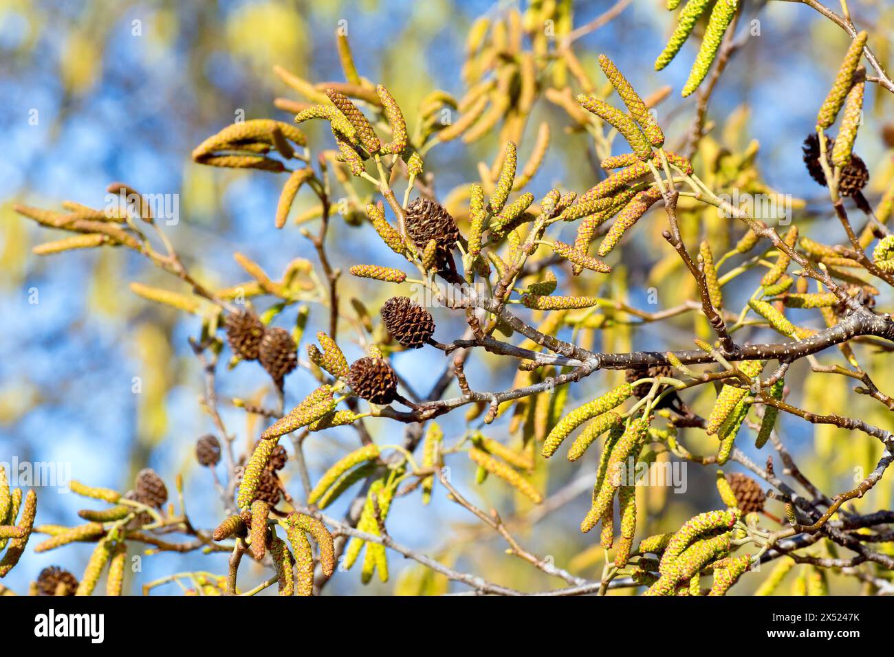 Alder (alnus glutinosa), close up of the male catkins or flowers ...