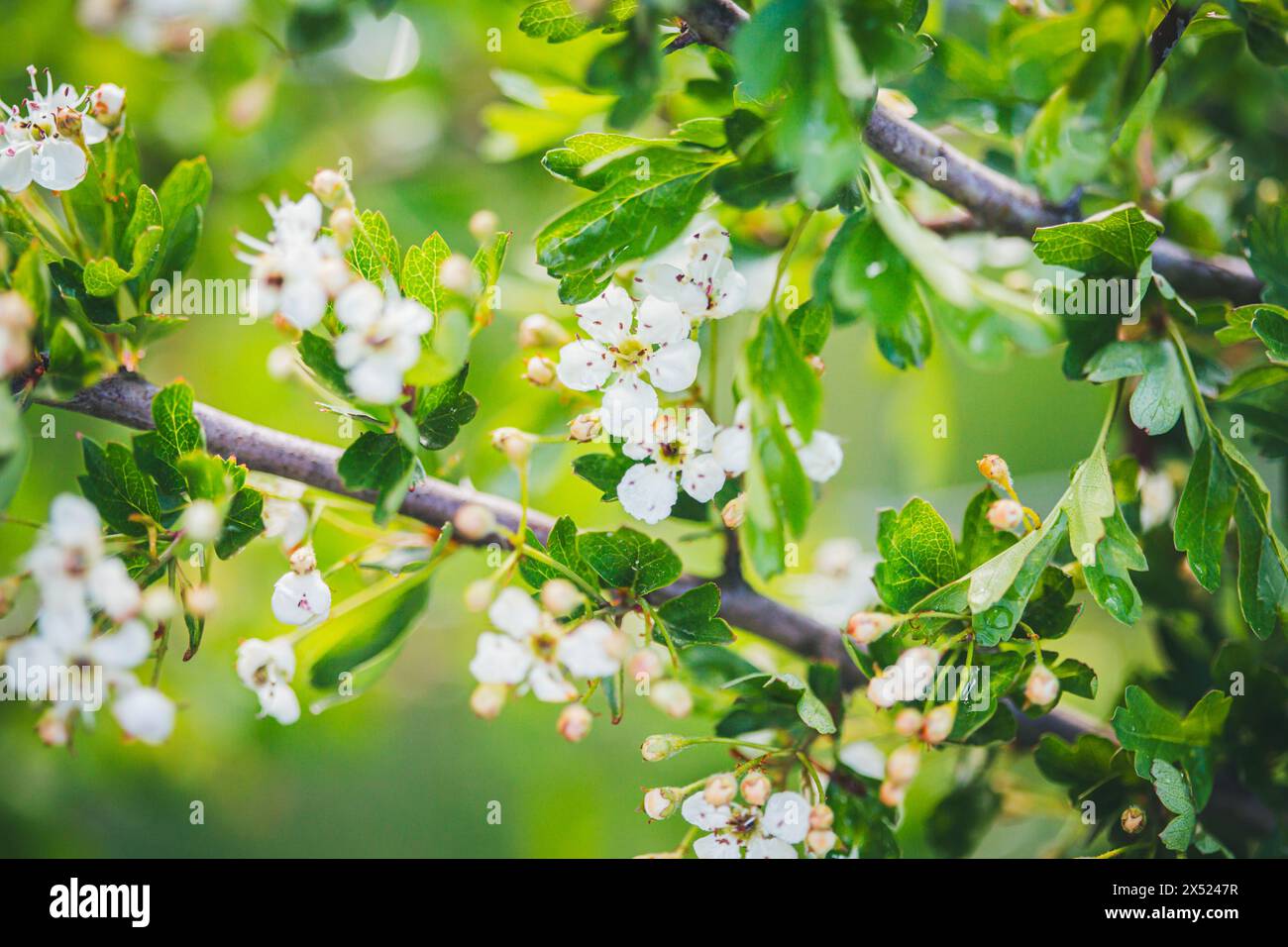 Blooming wild bush Stock Photo - Alamy