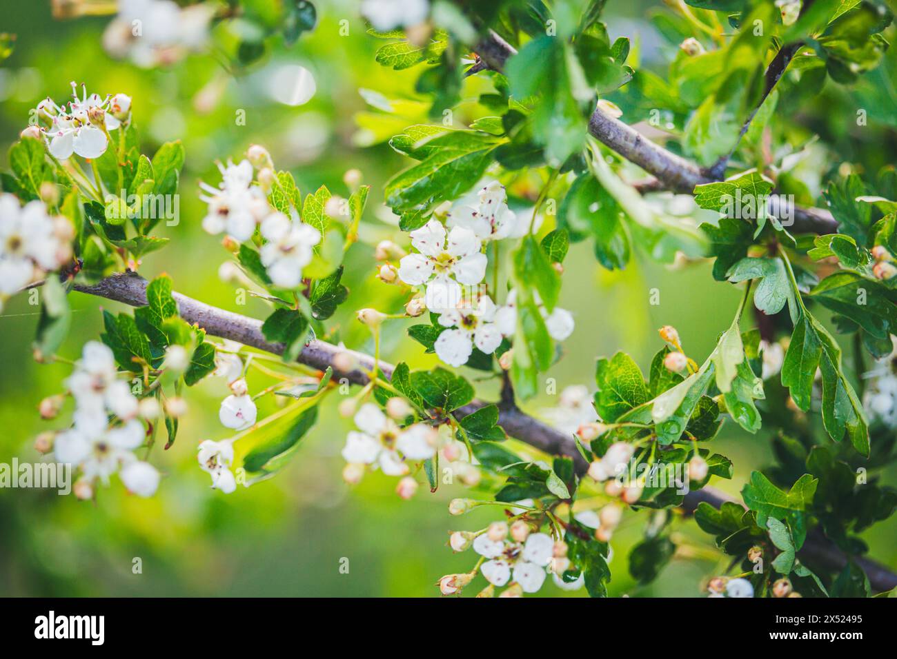 Blooming wild bush Stock Photo - Alamy