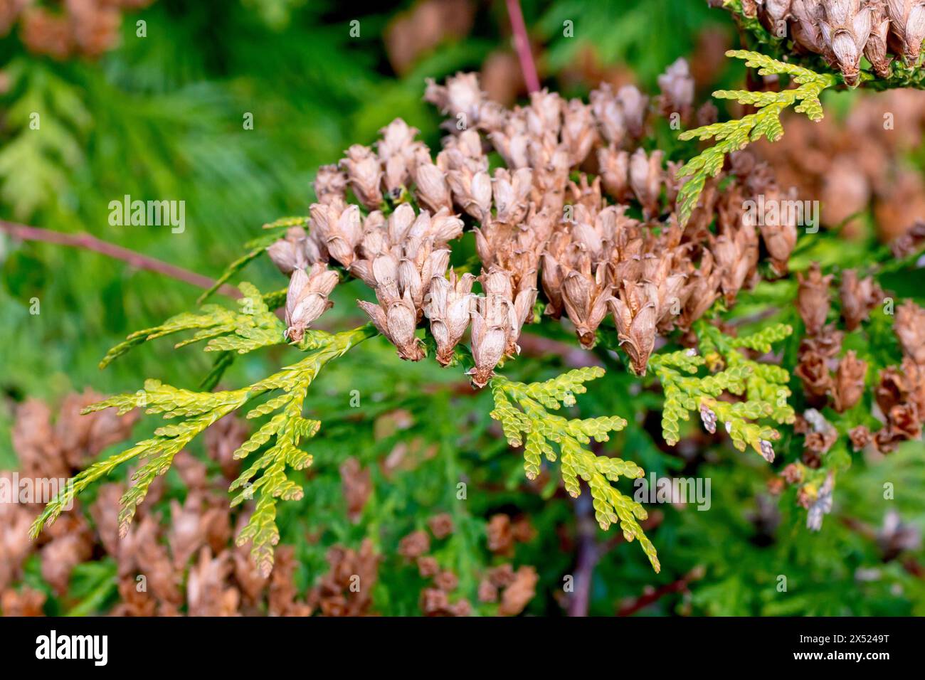 Cypress shrub, possibly Eastern White-cedar or Arborvitae (thuja ...