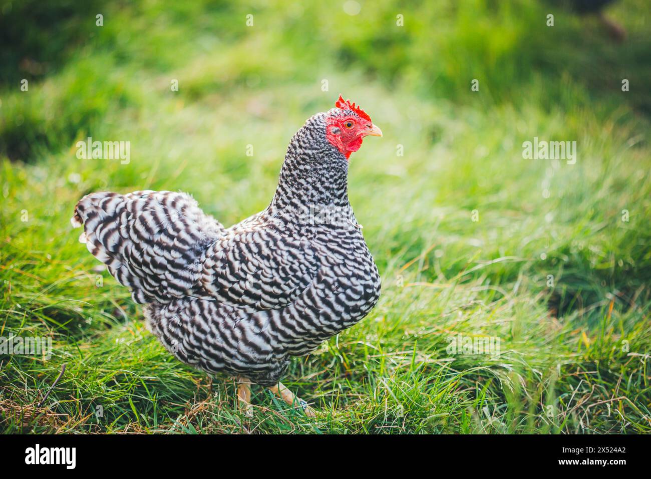 Dwarf Amrock hen (Amrock Bantam hen Stock Photo - Alamy