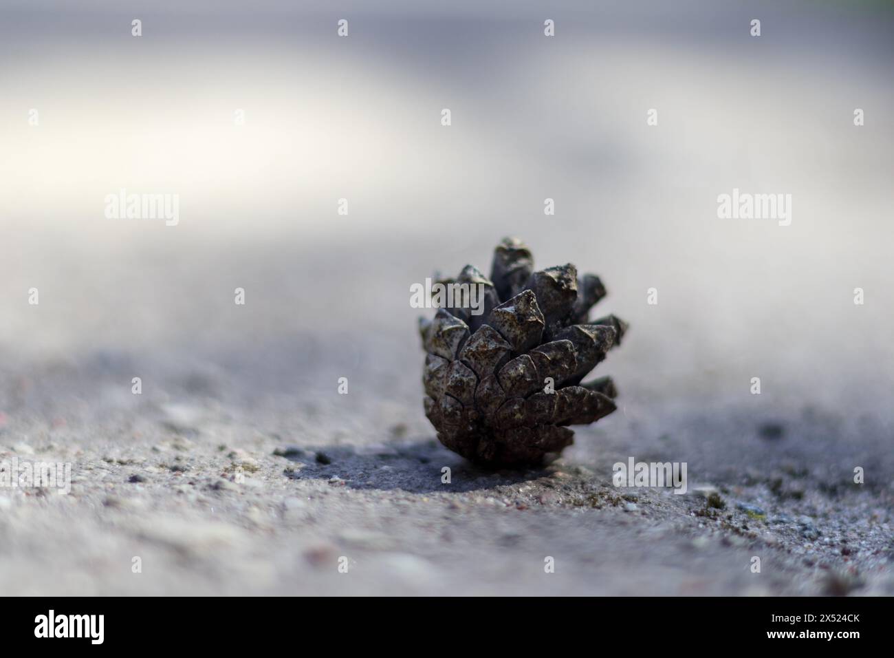 Tree animal amphibian ground hi-res stock photography and images - Alamy
