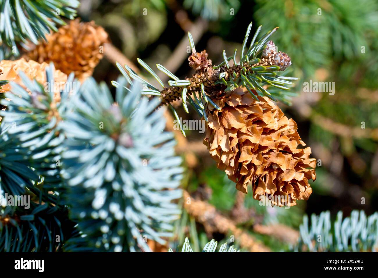 Sitka Spruce (picea sitchensis), close up of a single cone of the ...