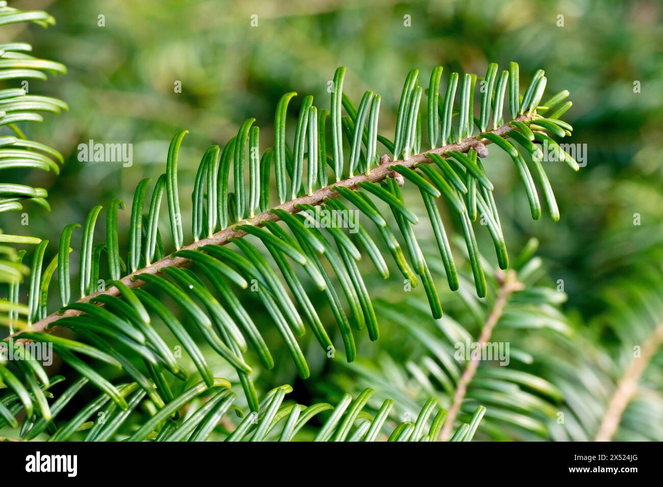 Western Hemlock-spruce (tsuga heterophylla), close up showing the green ...