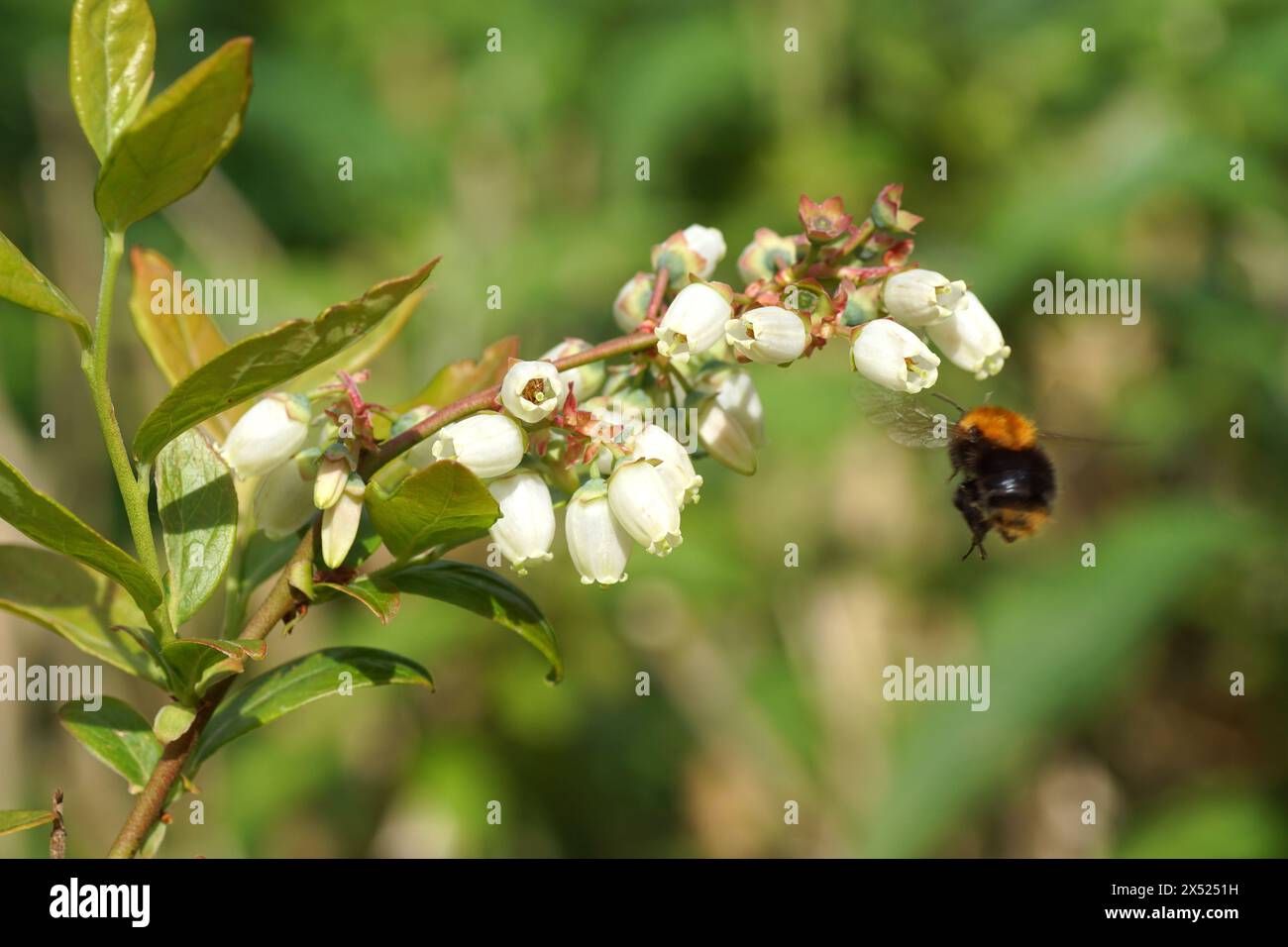 White long bell- or urn-shaped flowers of the northern highbush ...