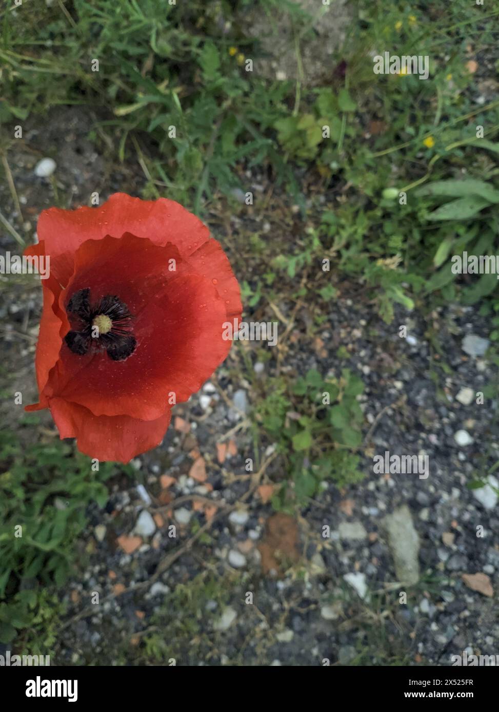 Poppy seen up close with grass and gravel as background Stock Photo - Alamy