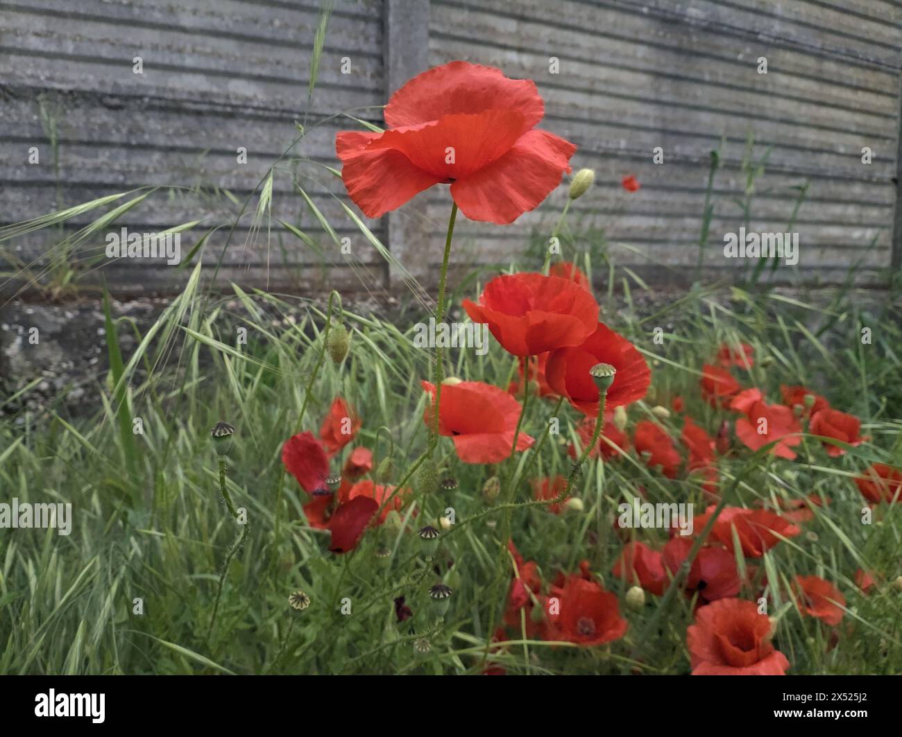 Poppy in the grass next to a concrete wall seen up close Stock Photo ...