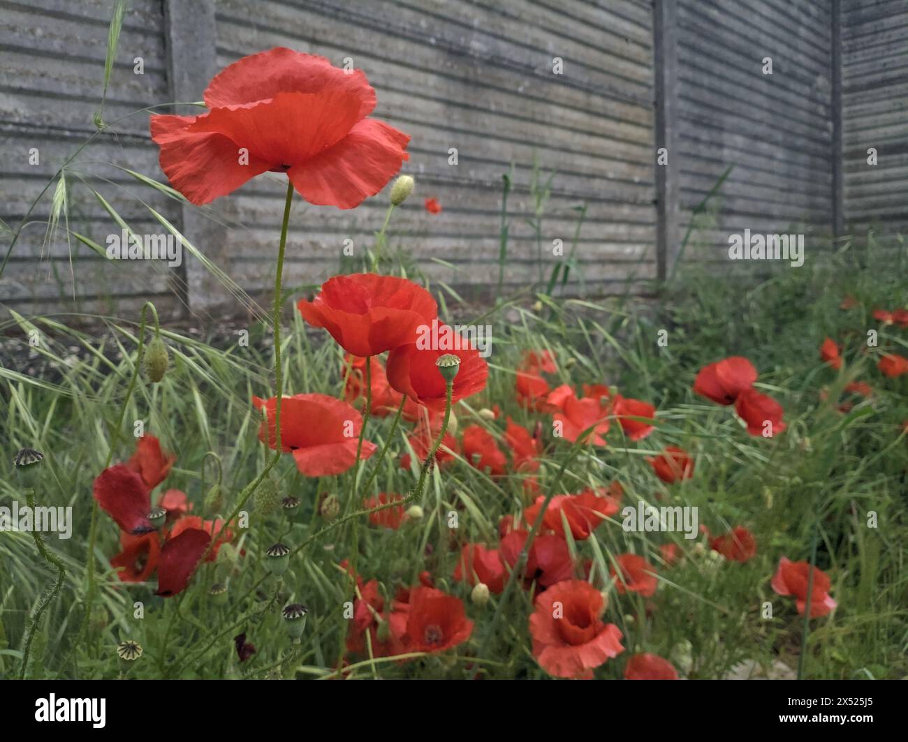Poppy in the grass next to a concrete wall seen up close Stock Photo ...