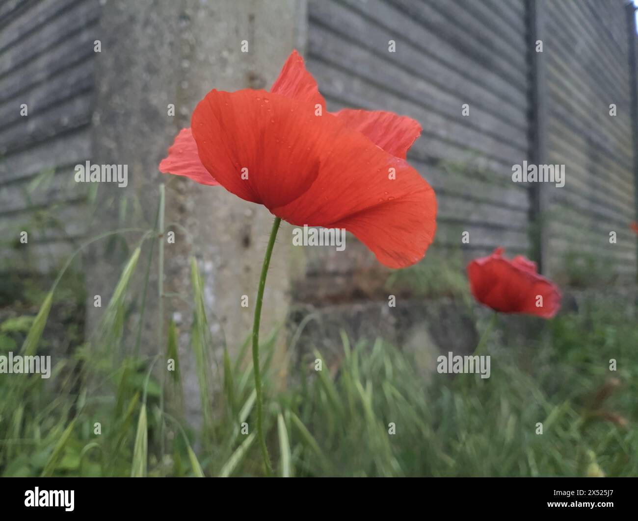 Poppy in the grass next to a concrete wall seen up close Stock Photo ...