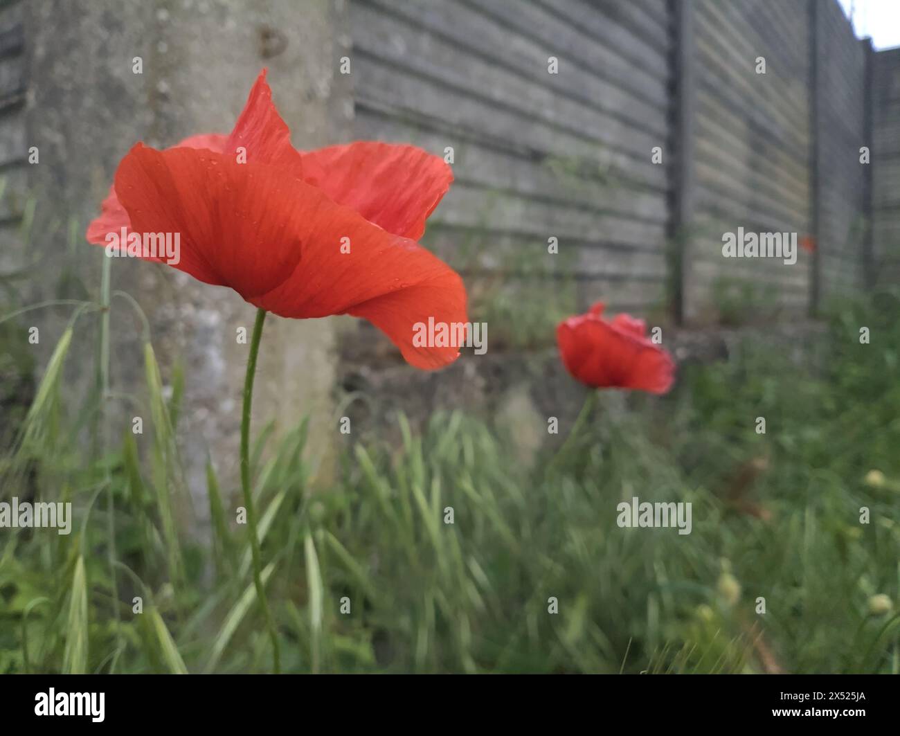 Poppy in the grass next to a concrete wall seen up close Stock Photo ...