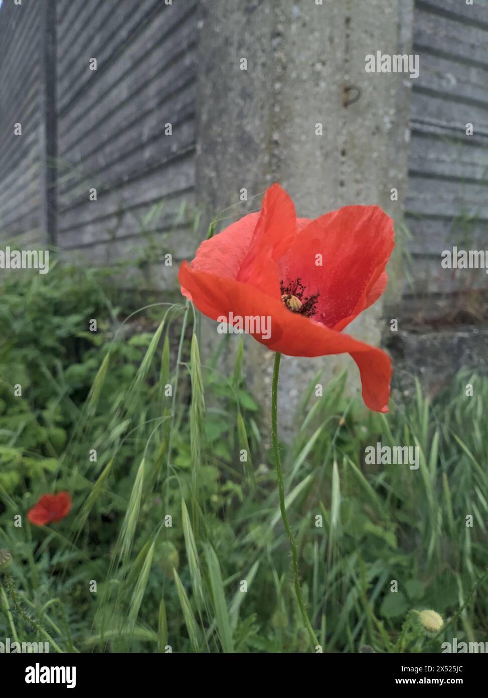 Poppy in the grass next to a concrete wall seen up close Stock Photo ...