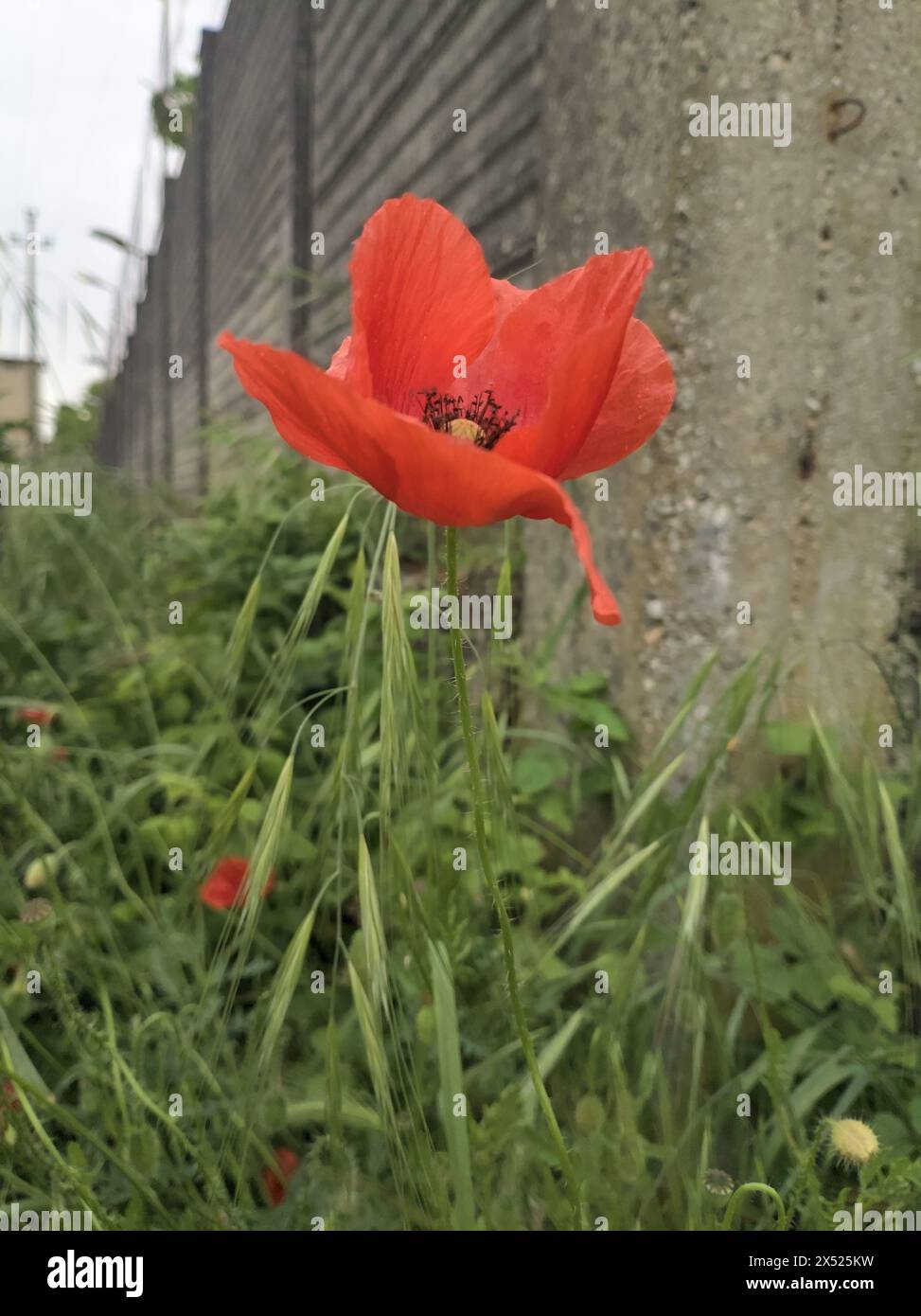 Poppy in the grass next to a concrete wall seen up close Stock Photo ...