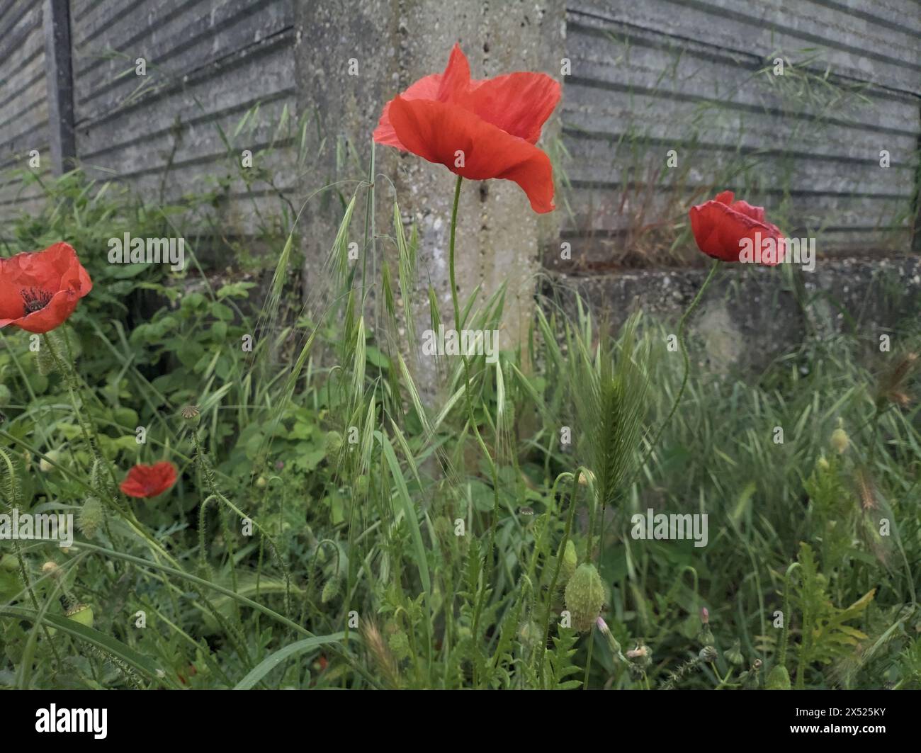 Poppy in the grass next to a concrete wall seen up close Stock Photo ...