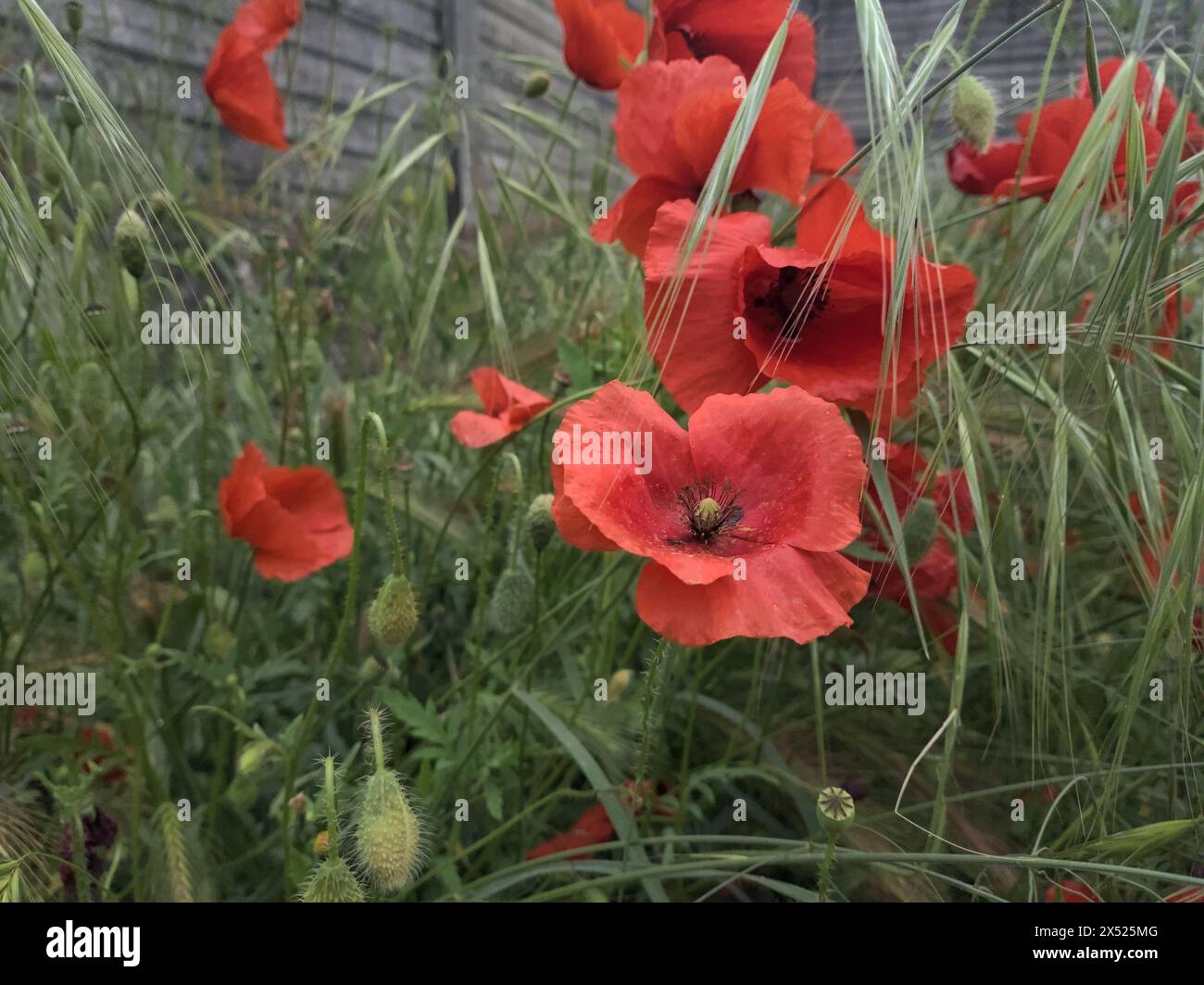 Poppy in the grass next to a concrete wall seen up close Stock Photo ...