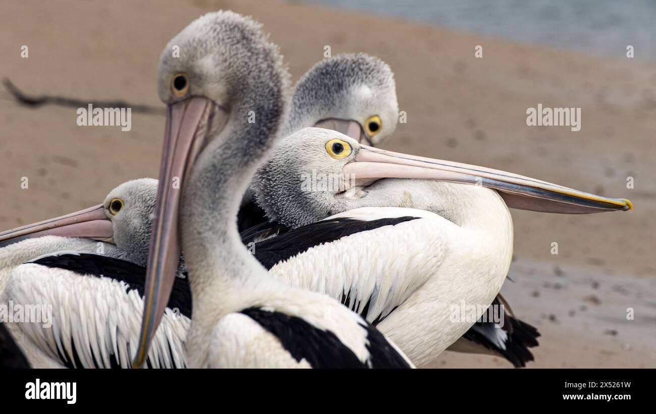 Four Australian pelicans in an unusual pose at a San Remo beach Stock ...