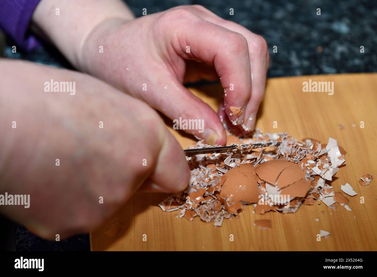 Chicken Egg Shells being chopped up with a Knife Chard Somerset England ...