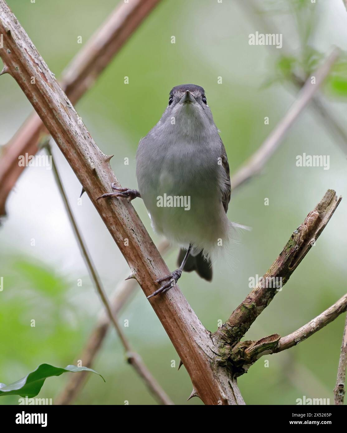 Eurasian Blackcap (Sylvia atricapilla Stock Photo - Alamy