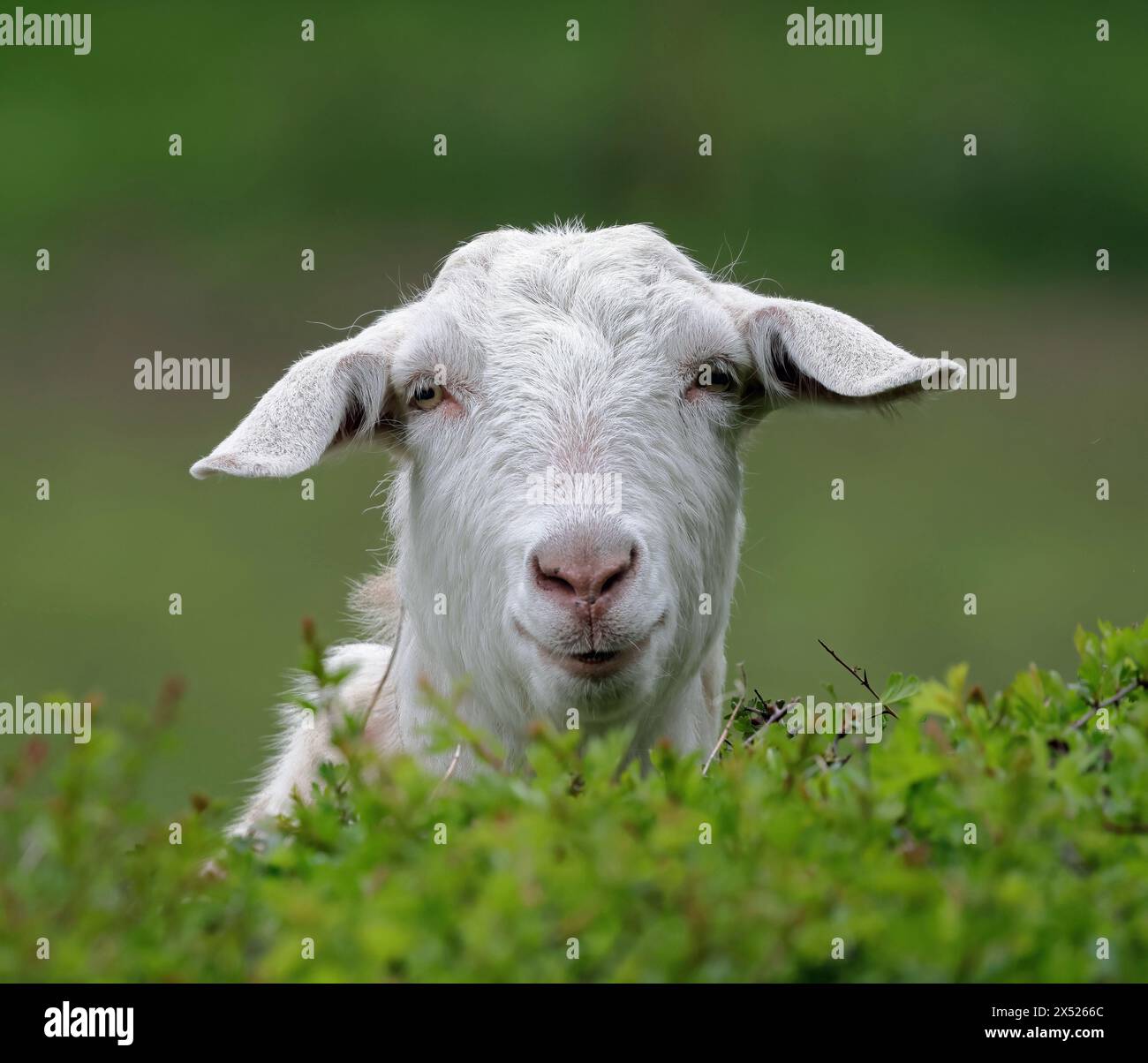 Domestic ruminant mammal hi-res stock photography and images - Alamy