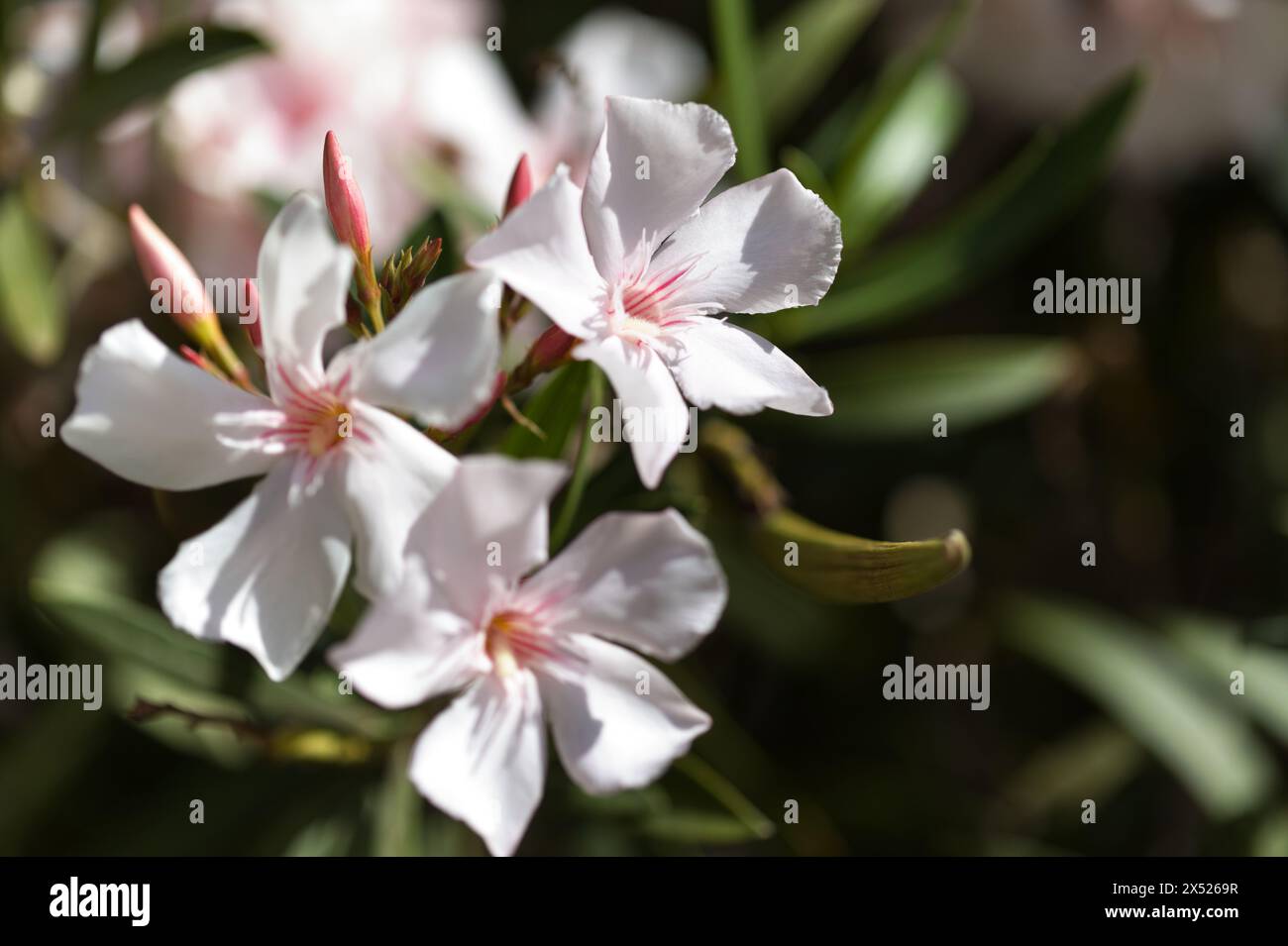 Flowering Nerium oleander, oleander, natural macro floral background ...