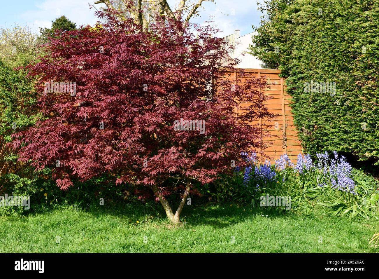 Maple Tree (acer) and Bluebells (Hyacinthoides non-scripta) in back ...