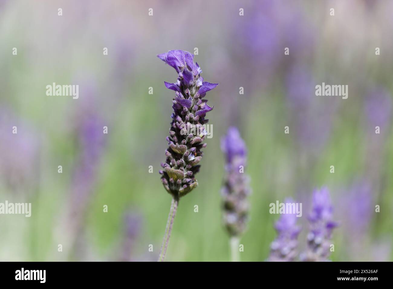 Flora of Gran Canaria - Lavandula dentata, French lavender, naturalized ...