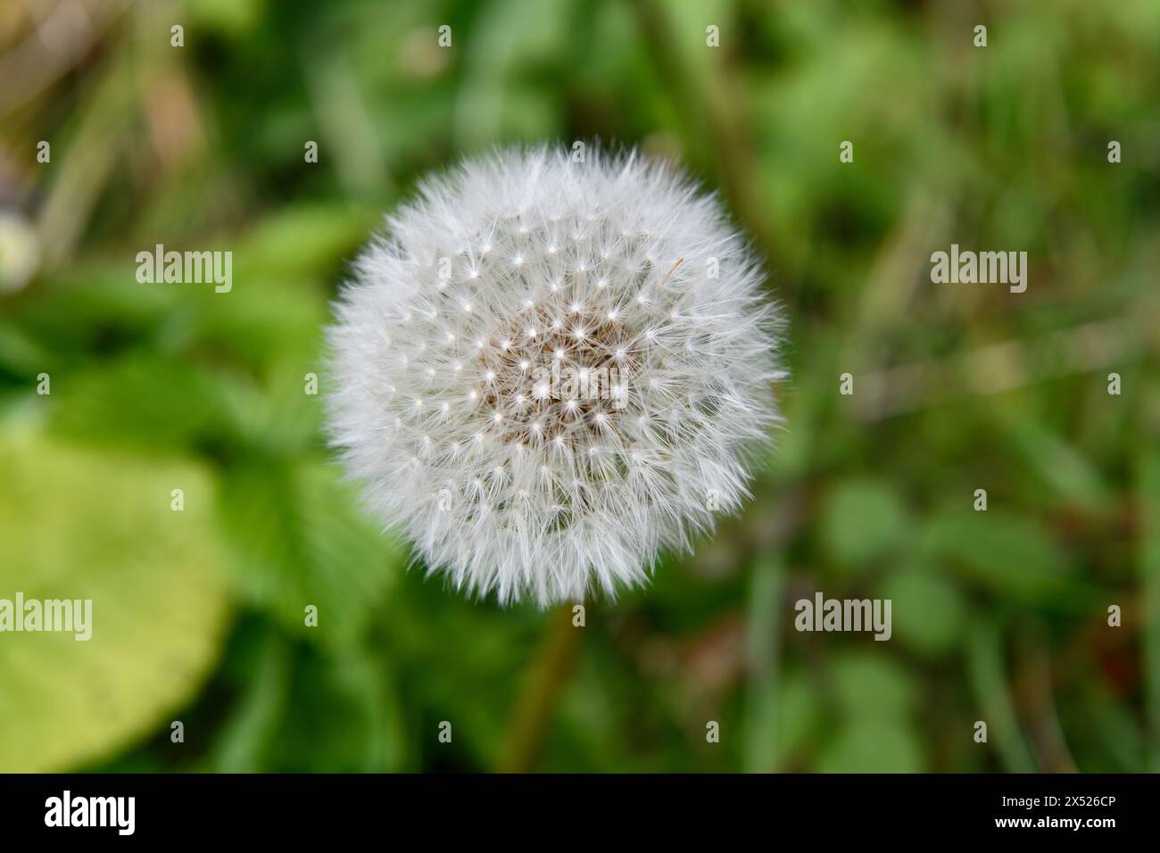 Dandelion (Taraxacum officinale) Chard Somerset England uk Stock Photo ...