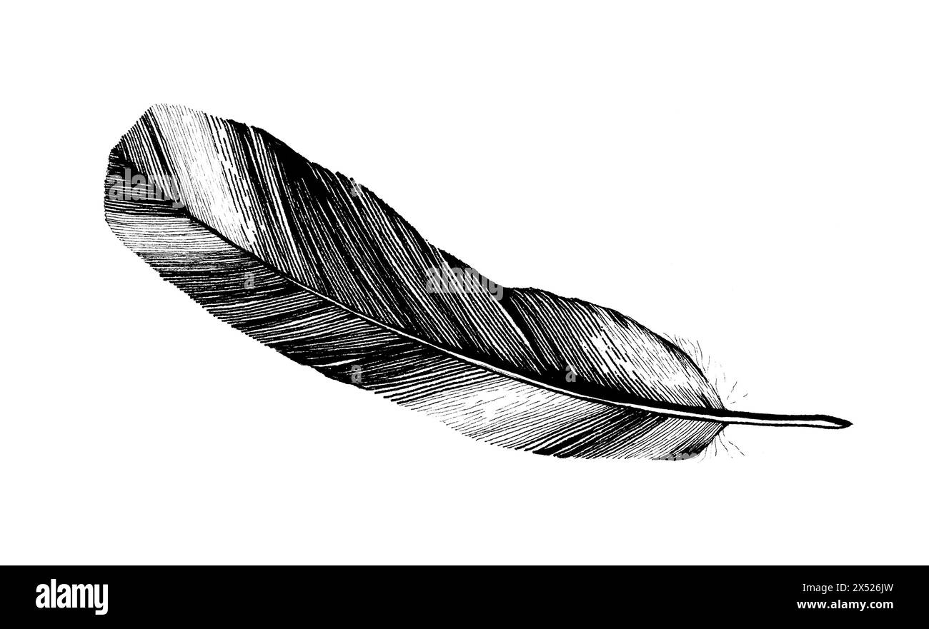 Feather line drawing in black, isolated on white background Stock Photo ...