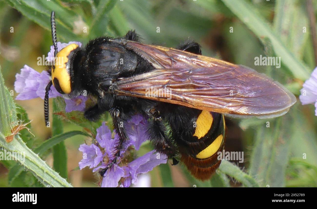 Megascolia maculata aka Mammoth Wasp, in west Cyprus in April 2024 ...