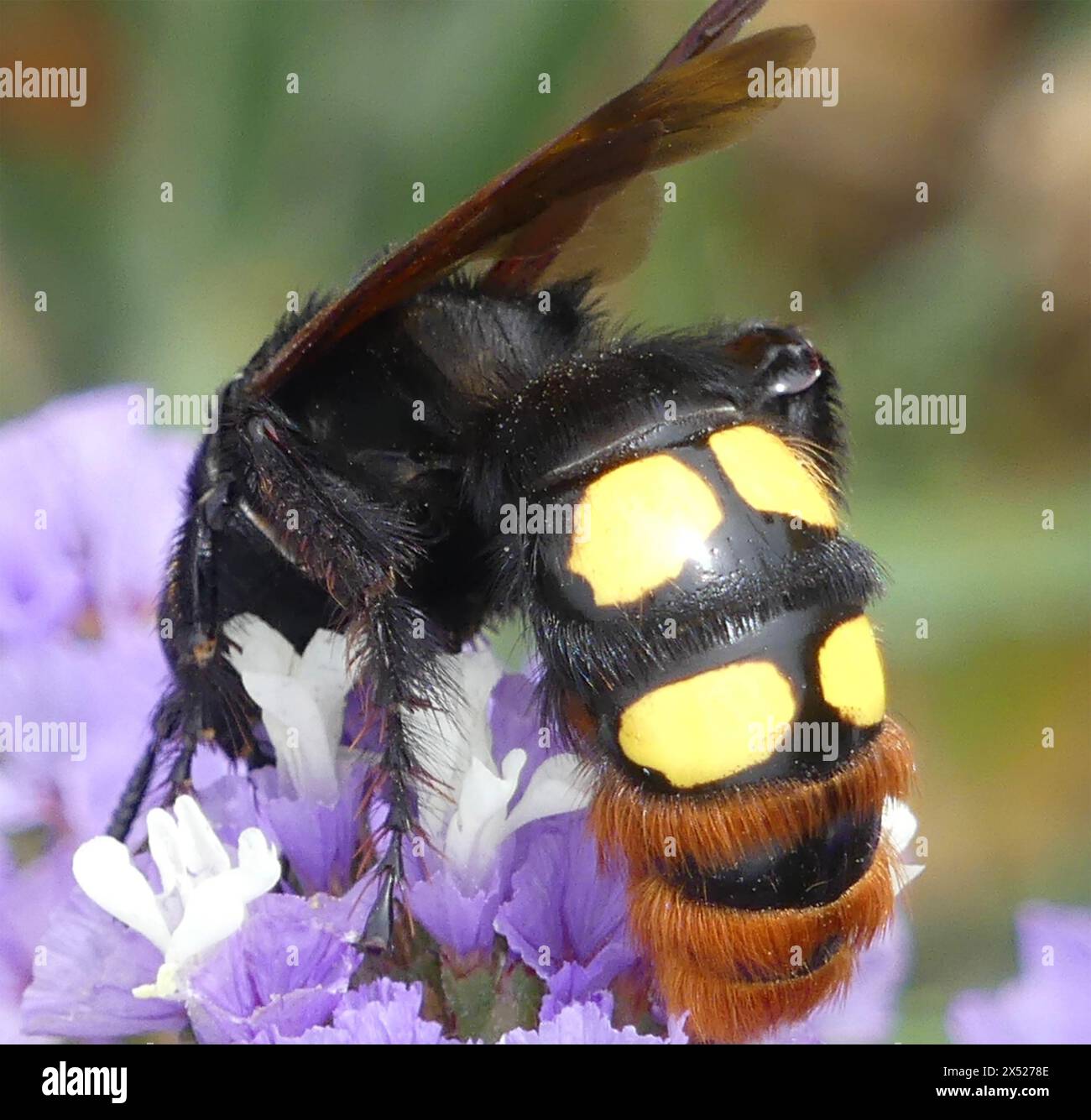 Megascolia maculata aka Mammoth Wasp, in west Cyprus in April 2024 ...
