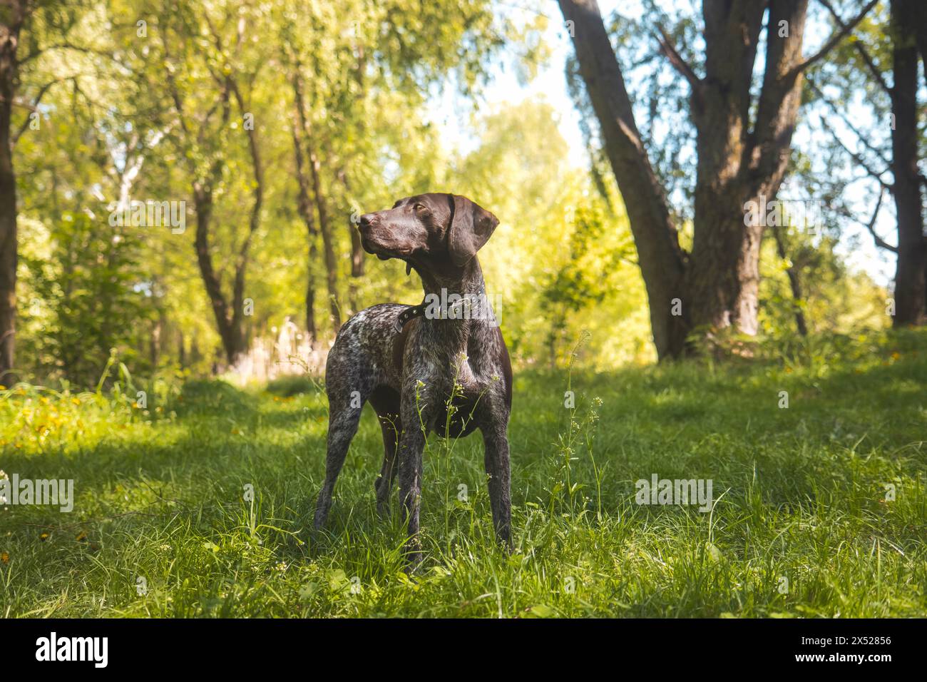 Beautiful vizsla dog standing hi-res stock photography and images - Alamy