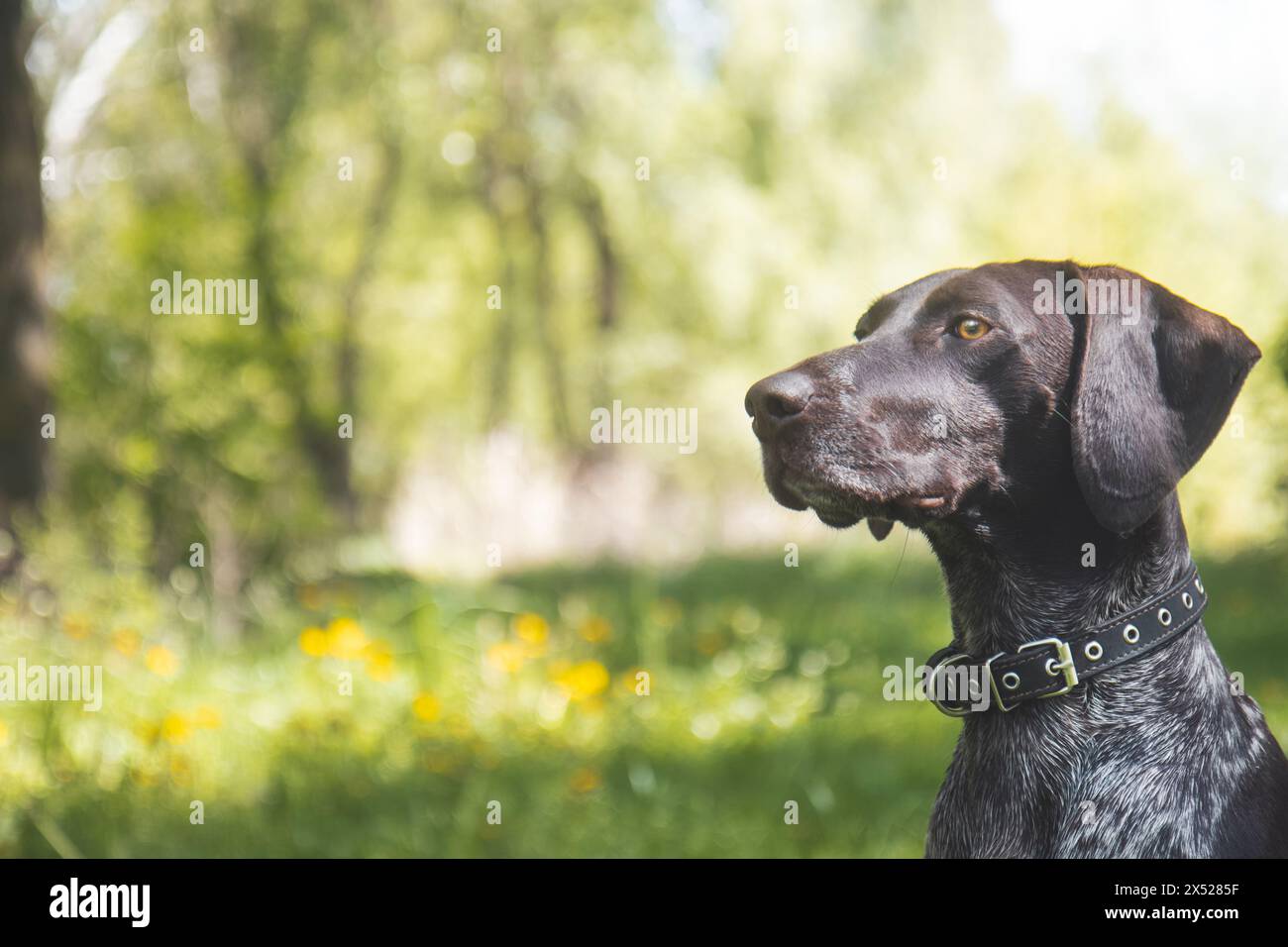 Breed dog german hunter hi-res stock photography and images - Alamy