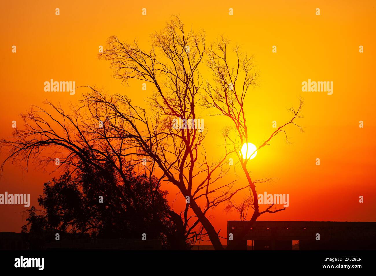 Dry tree in winter with yellow and red sunset in the desert of Qatar ...