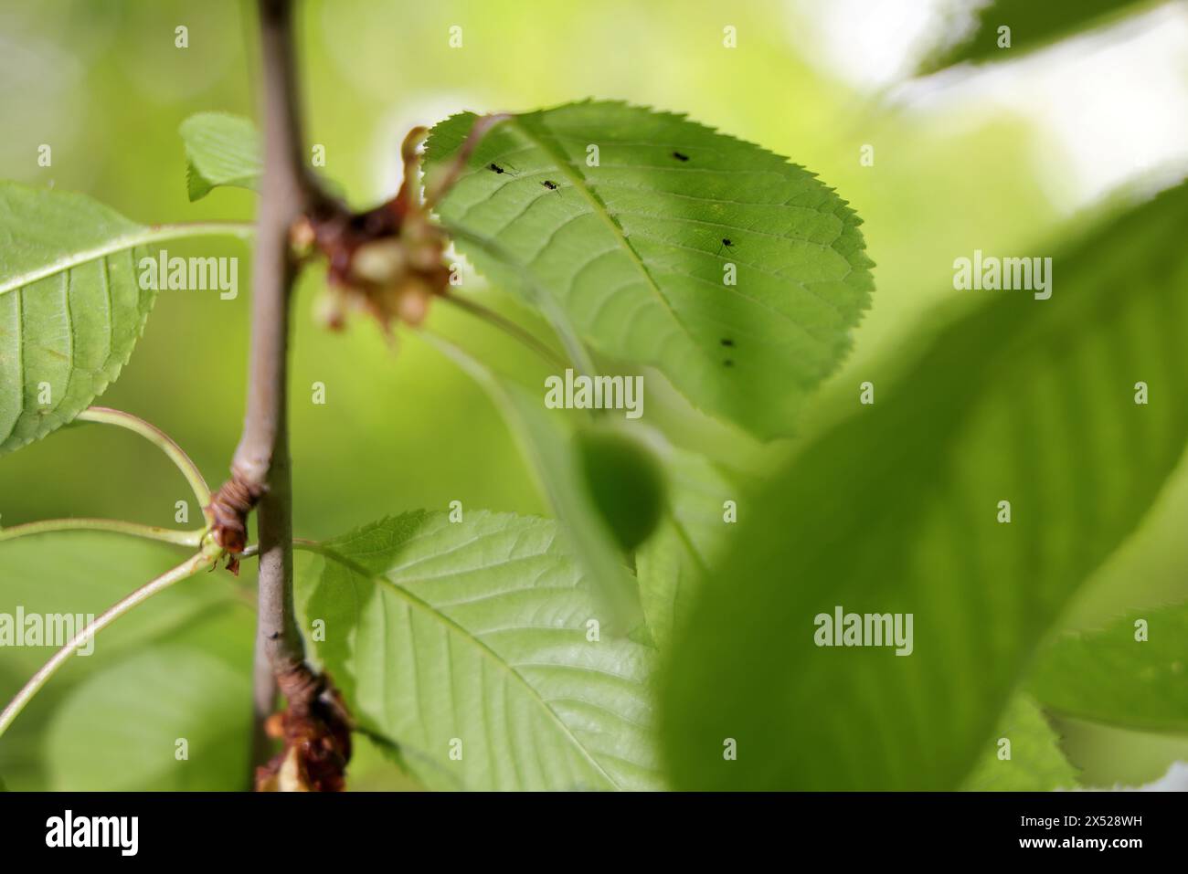 © PHOTOPQR/LA PROVENCE/REY Jérôme ; 06/05/2024 ; Malaucene Introduction ...
