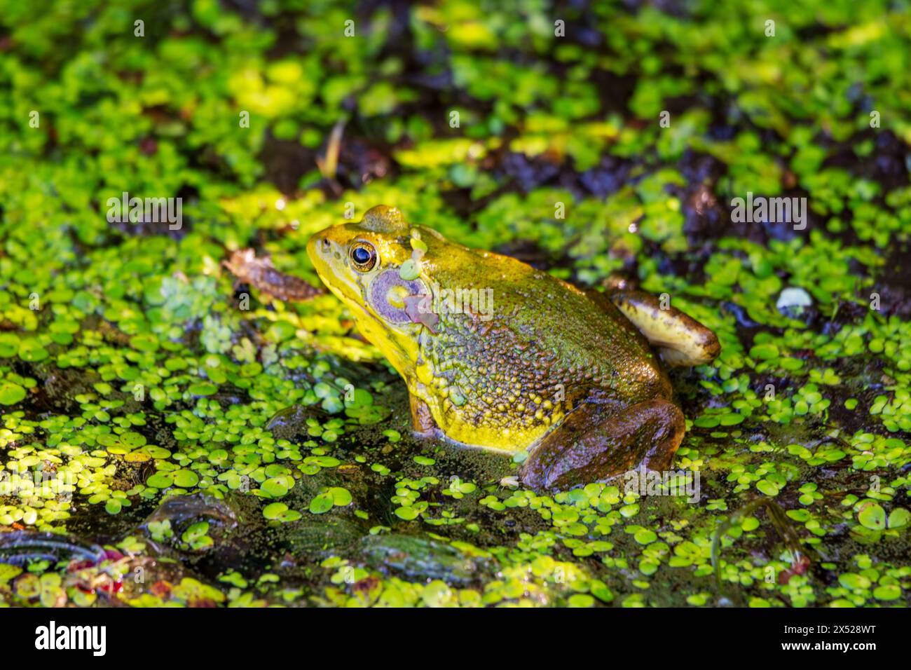An American bullfrog sits in the shallows on a northern Wisconsin lake ...