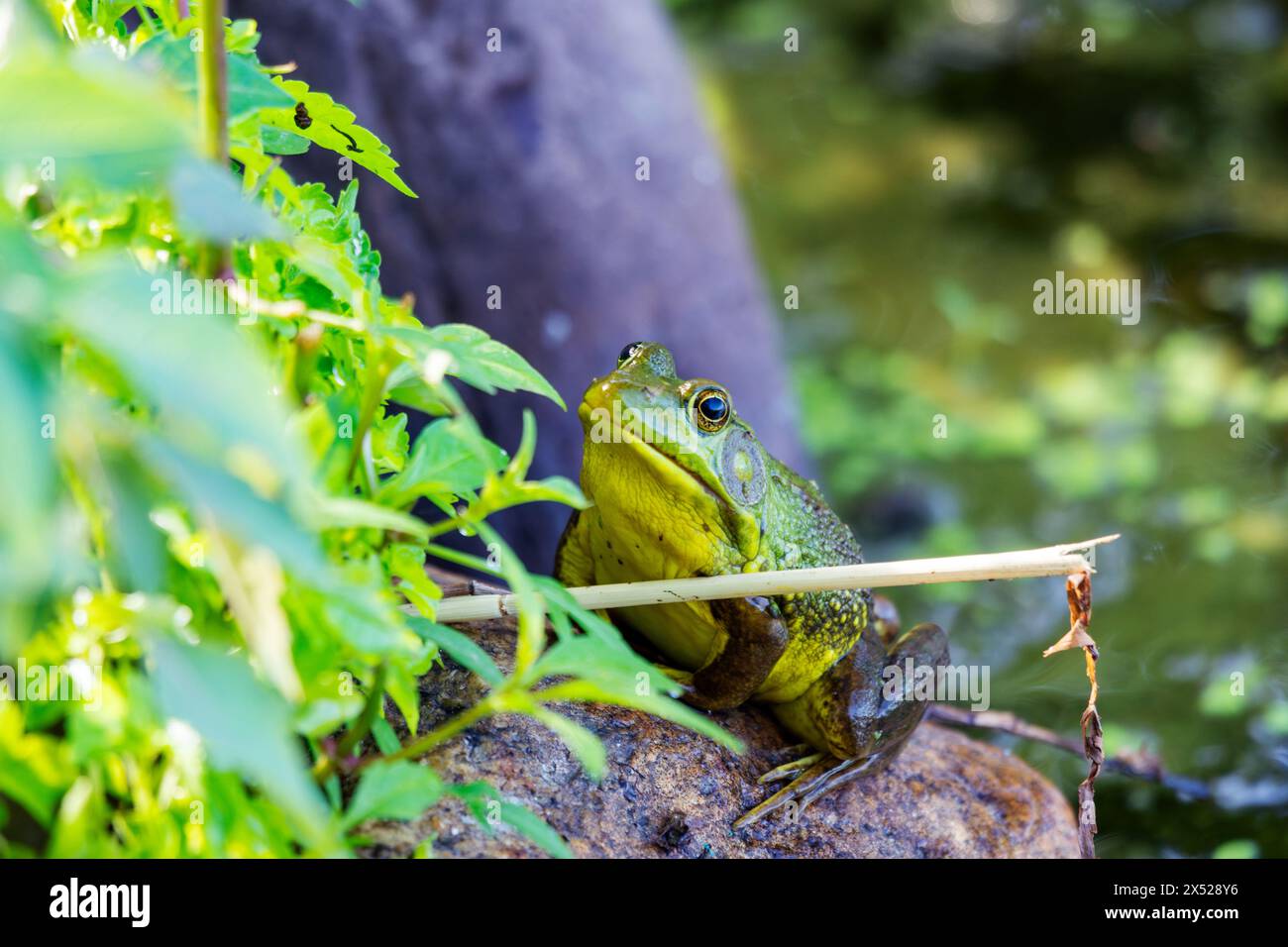 An American bullfrog sits on a rock next to a northern Wisconsin lake ...