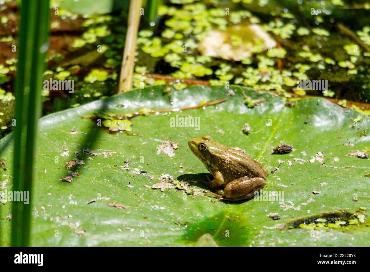 American bullfrog croaking hi-res stock photography and images - Alamy
