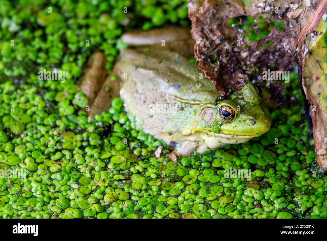 An American bullfrog sits in the shallows on a northern Wisconsin lake ...