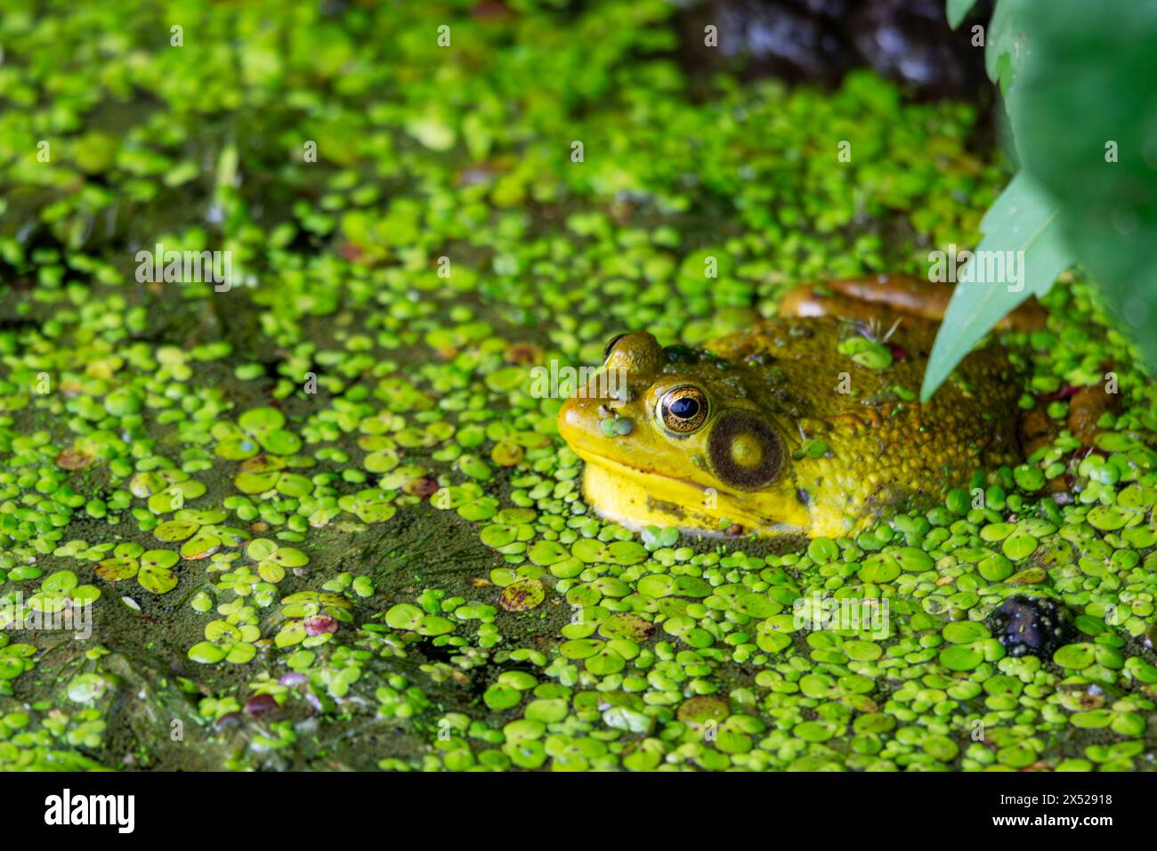 An American bullfrog sits in the shallows on a northern Wisconsin lake ...