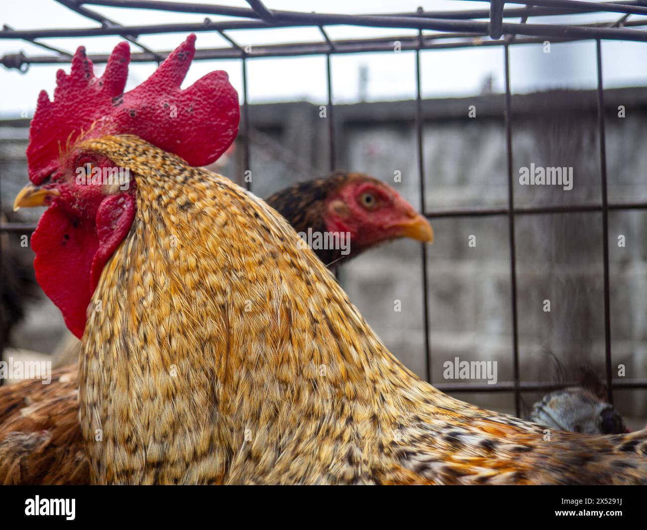 Reproduction of the birds hi-res stock photography and images - Alamy