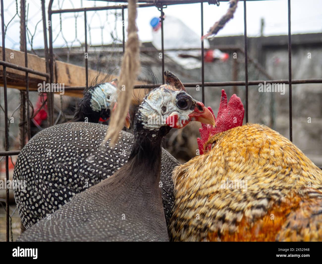Rooster and chicken in a cage. Farmer's market. For reproduction and ...