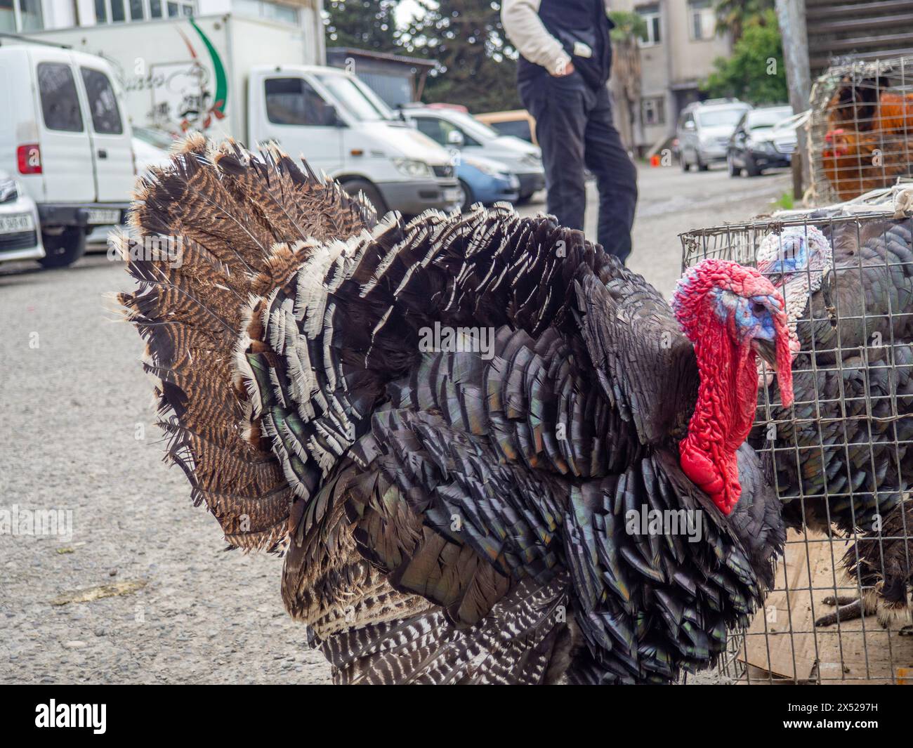 Turkey cage pen poultry bird hi-res stock photography and images - Alamy