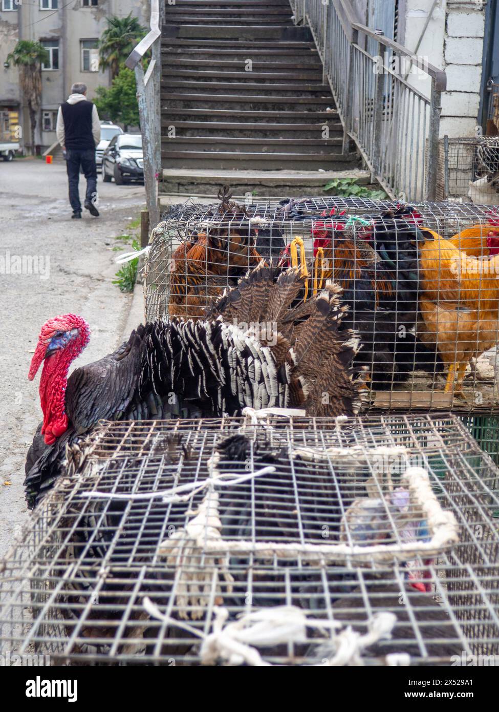 Farmer's market. Sale of live birds. Turkeys. Animals for sale in a ...
