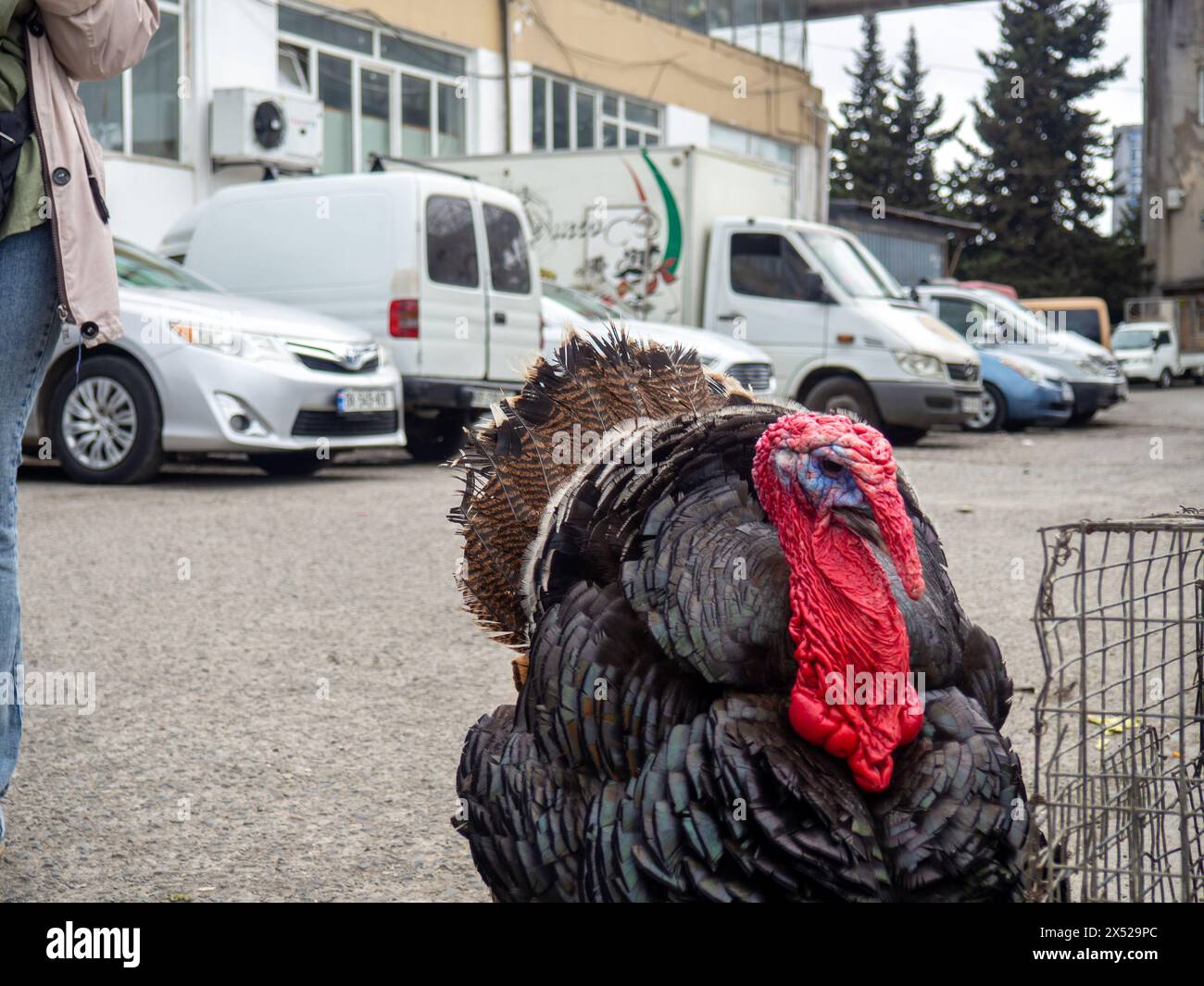 Farmer's market. Sale of live birds. Turkeys. Animals for sale in a ...