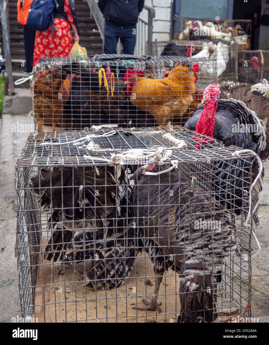 Farmer's market. Sale of live birds. Turkeys. Animals for sale in a ...
