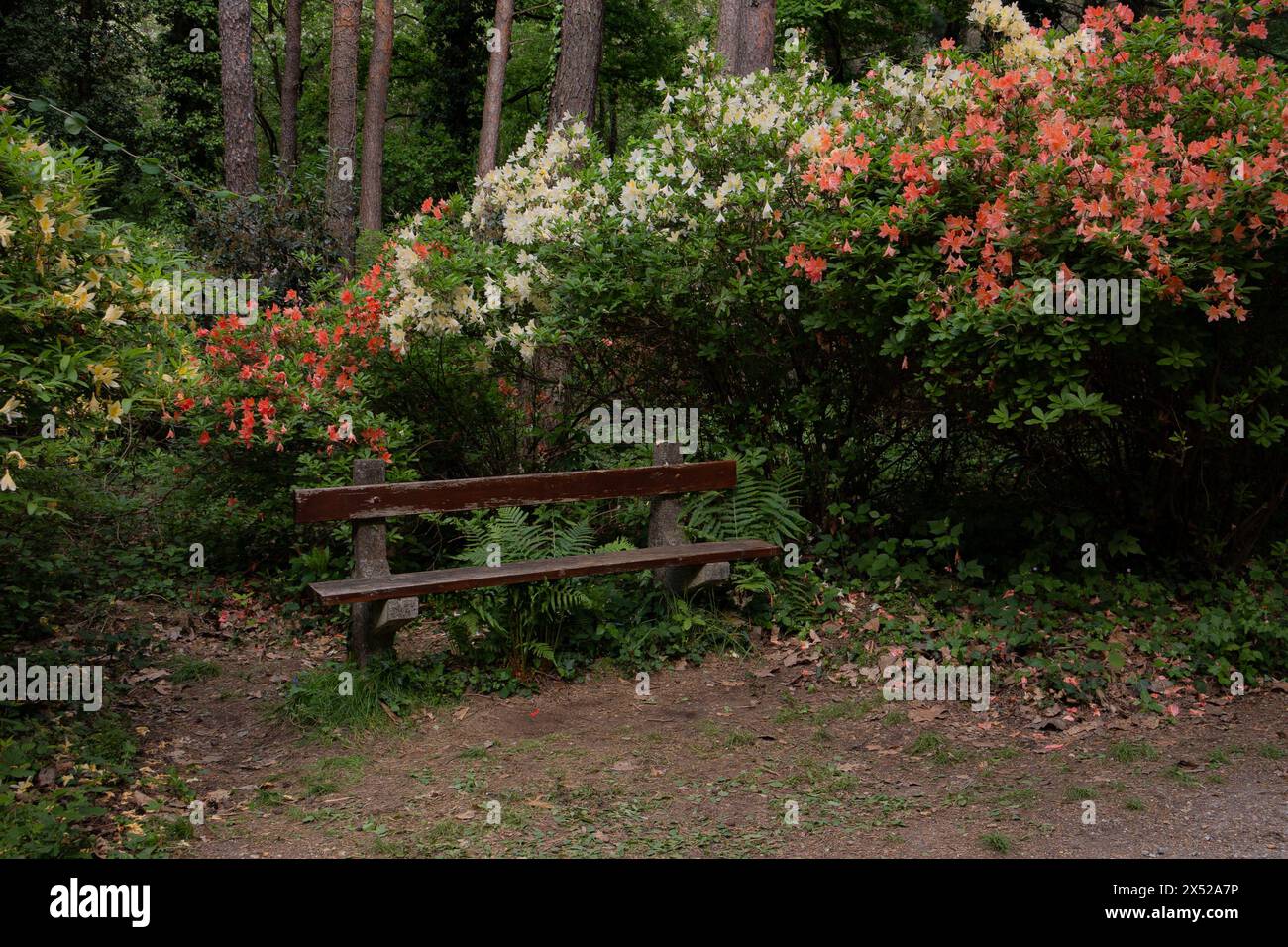 Bench in front of colorful flowers and bushes in an arboretum or forest ...